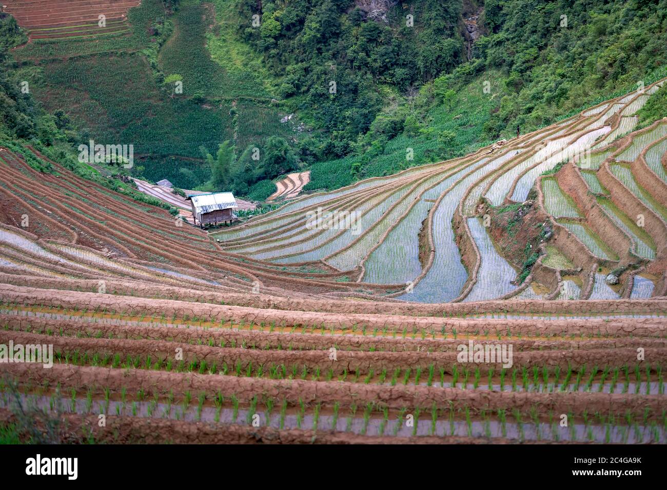The image is as beautiful as the oil painting of terraced field. Curved ...