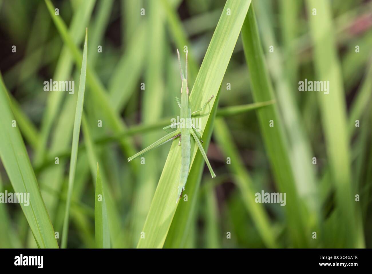 Young oriental longheaded grasshopper (Acrida cinerea), Isehara City ...