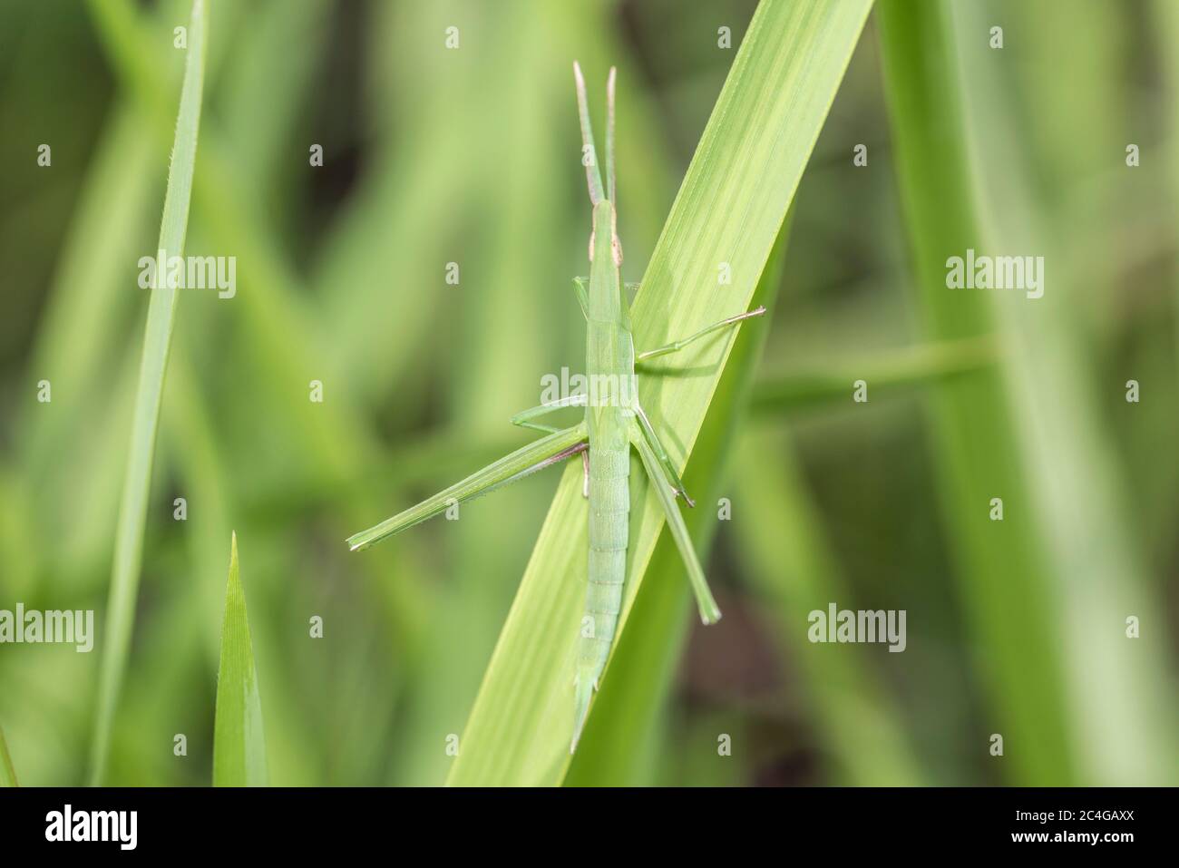 Acrida camouflage hi-res stock photography and images - Alamy