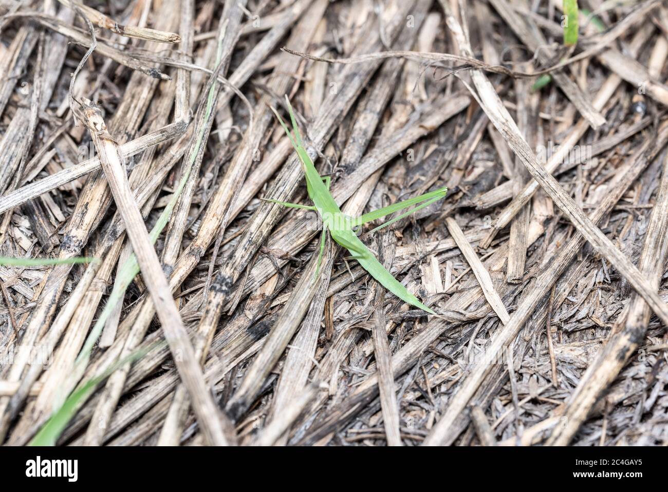 Acrida cinerea hi-res stock photography and images - Alamy