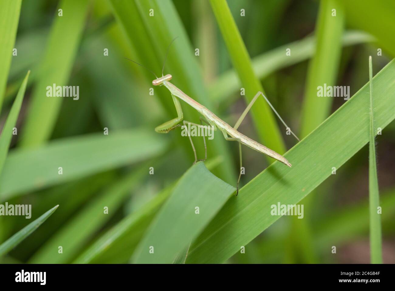 Young Mantis (Tenodera sinensis), Isehara City, Kanagawa Prefecture ...