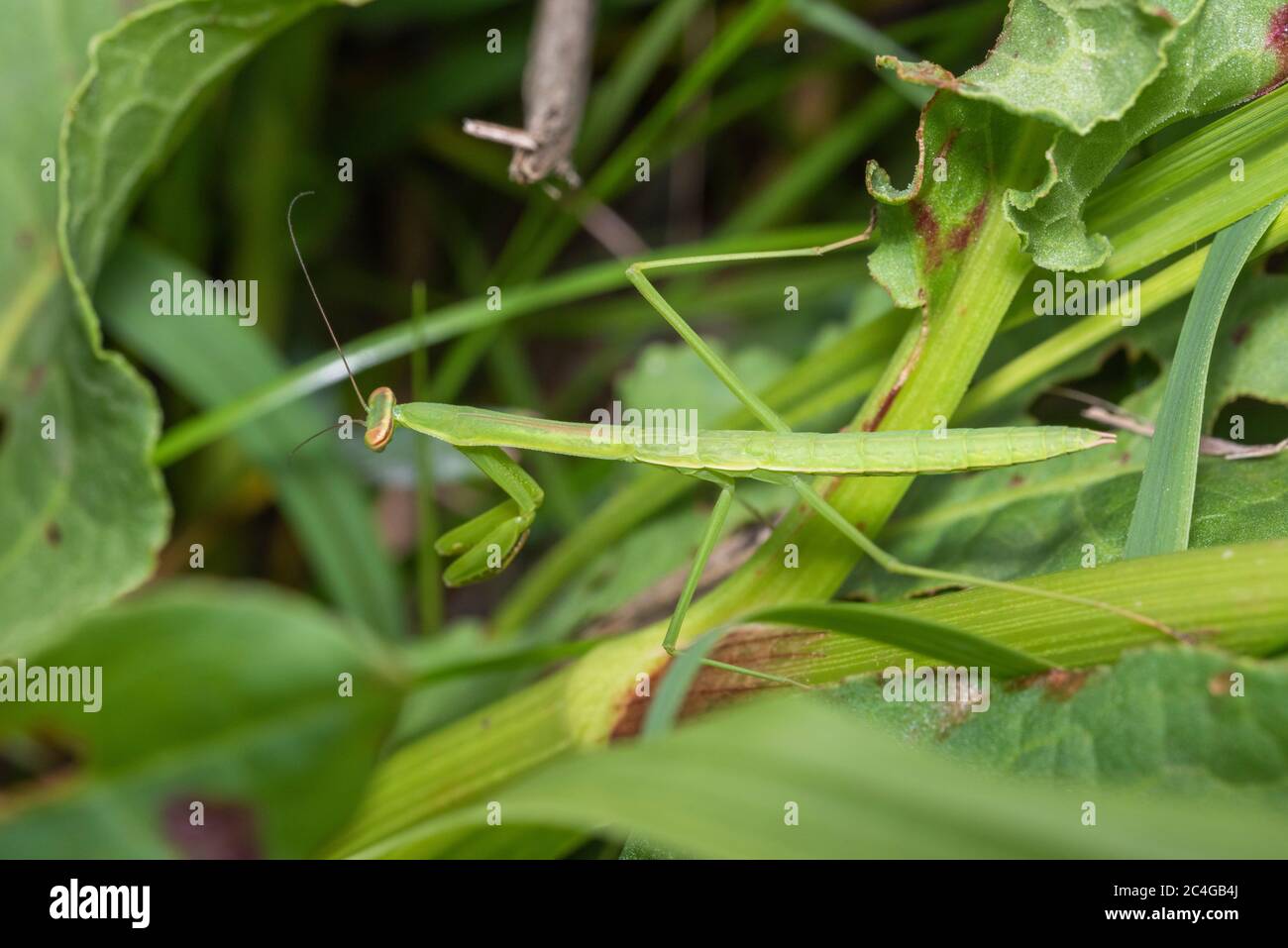 Young Mantis (Tenodera sinensis), Isehara City, Kanagawa Prefecture ...