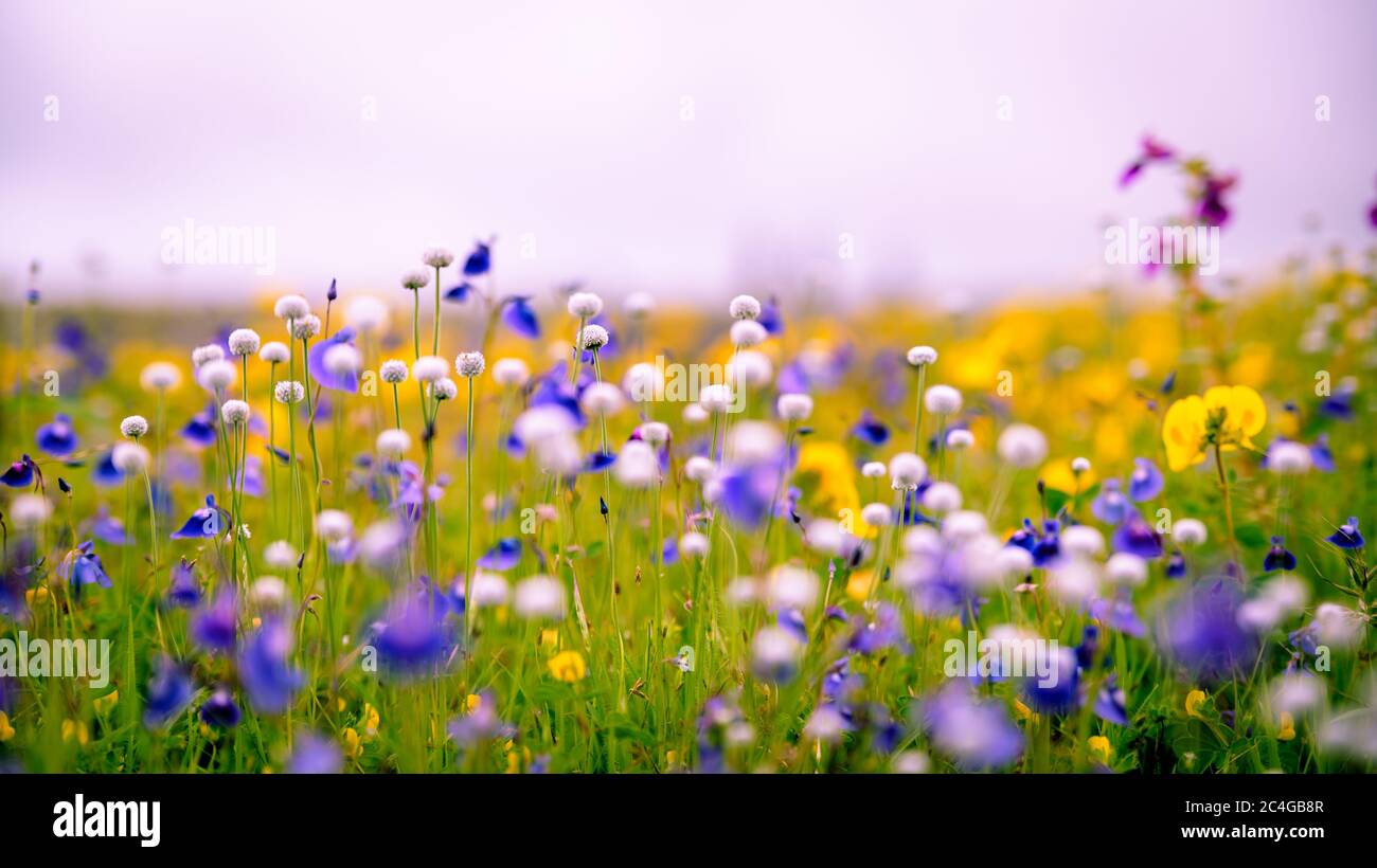 Kas pathar, plateau. In monsoon, these colorful flowers only blossom ...