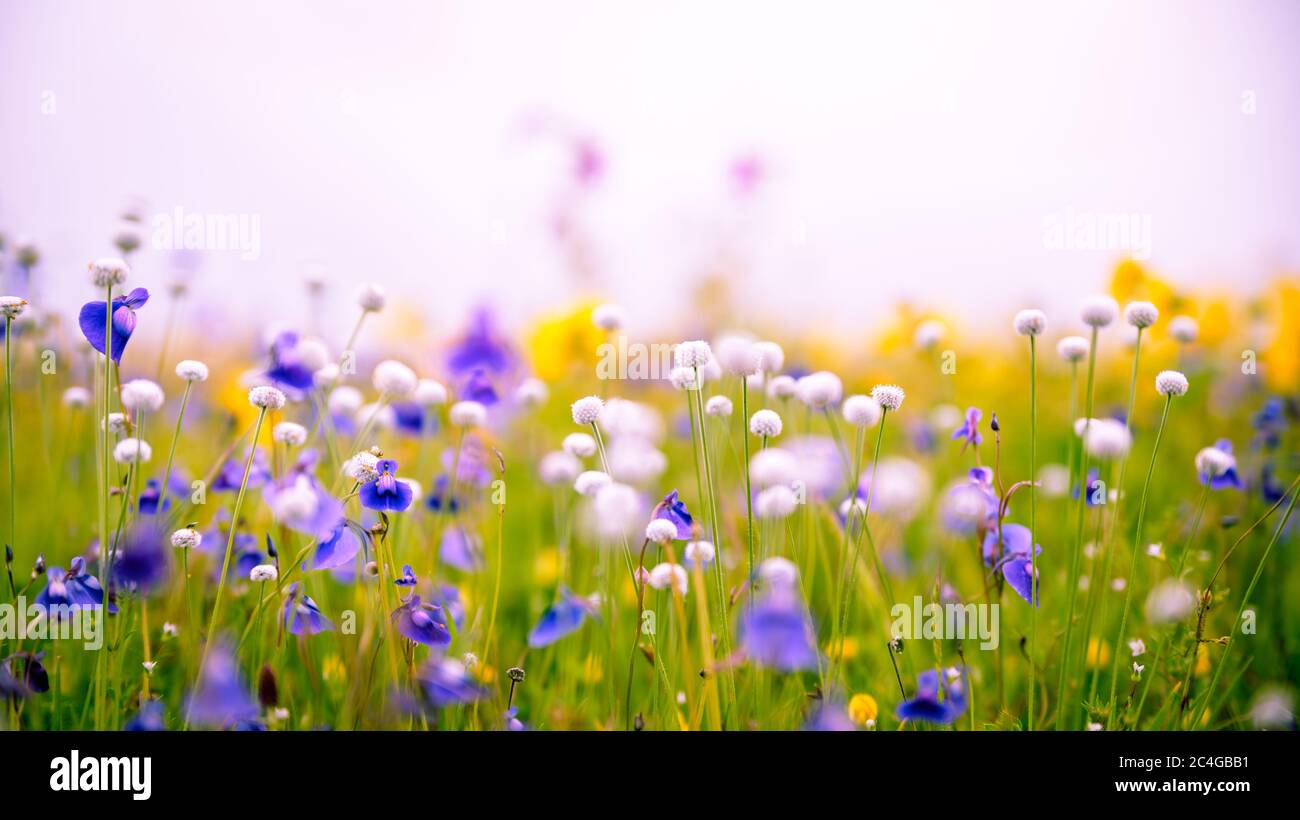Kas pathar, plateau. In monsoon, these colorful flowers only blossom ...