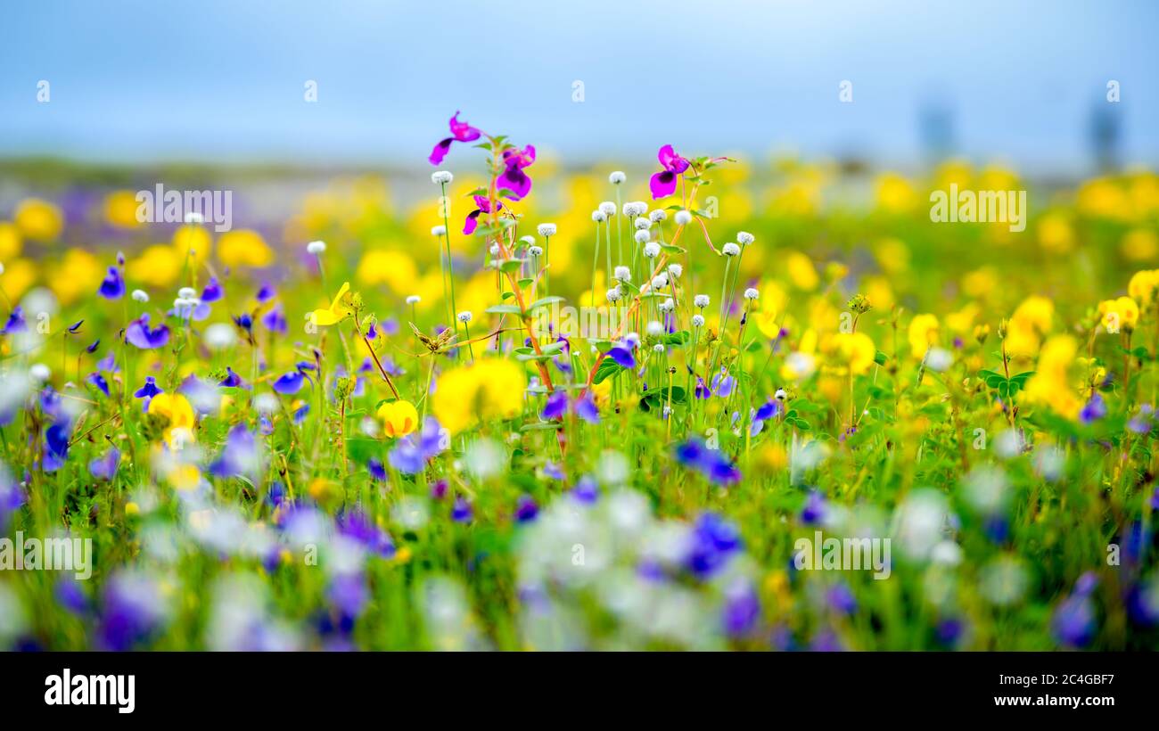 Kas pathar, plateau. In monsoon, these colorful flowers only blossom ...