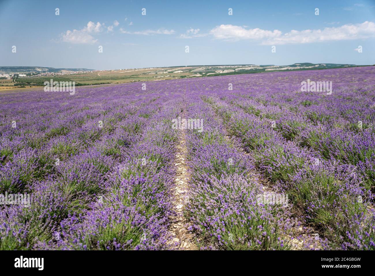 Violet day hi-res stock photography and images - Alamy