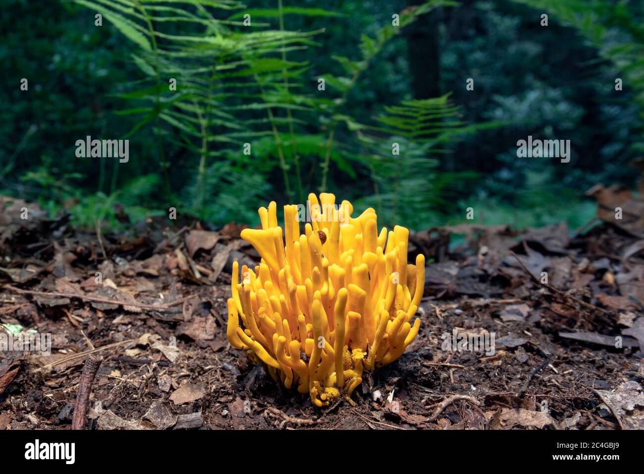 Golden spindle fungi hi-res stock photography and images - Alamy