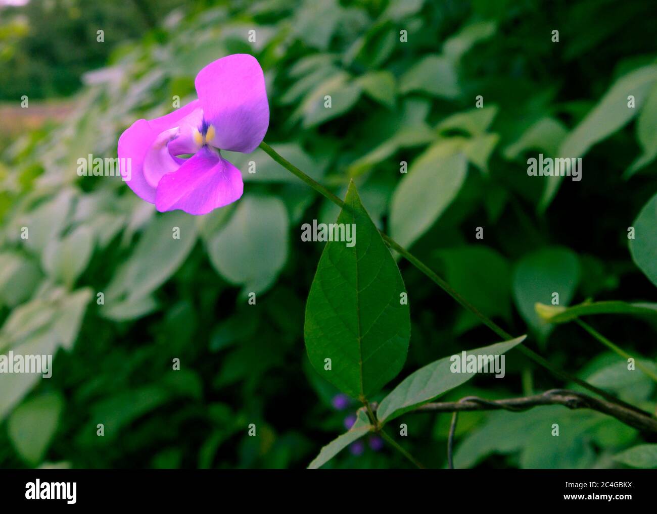 Kas pathar, plateau. In monsoon, these colorful flowers only blossom ...
