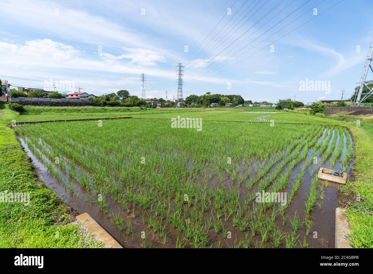 Rice field in June, Isehara City, Kanagawa Prefecture, Japan. After ...