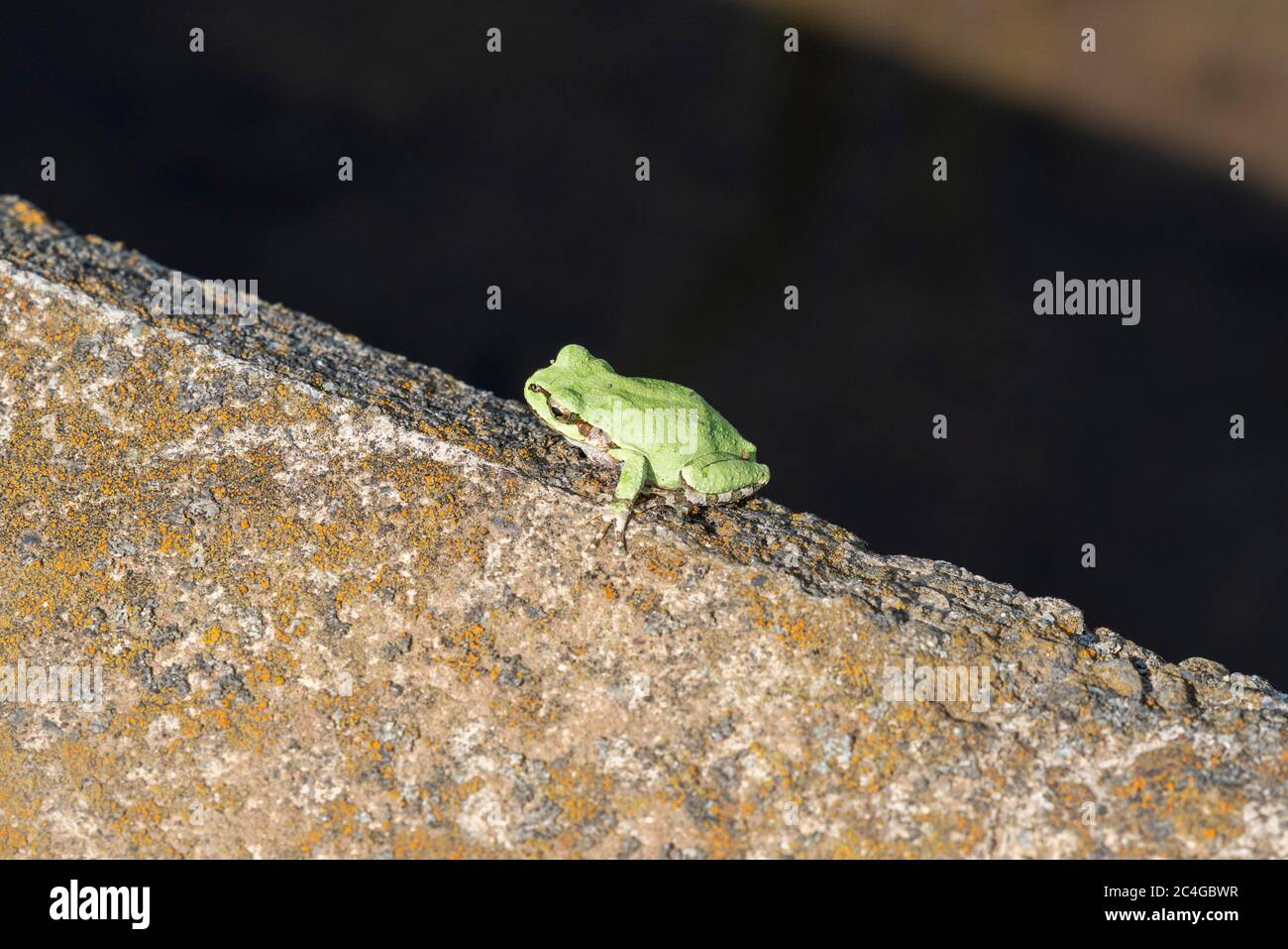 Japanese tree frog (Dryophytes japonicus) sticking on wall, Isehara ...