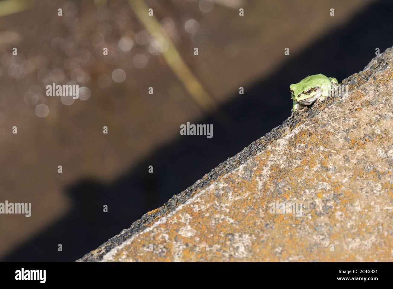 Japanese tree frog (Dryophytes japonicus) sticking on wall, Isehara ...