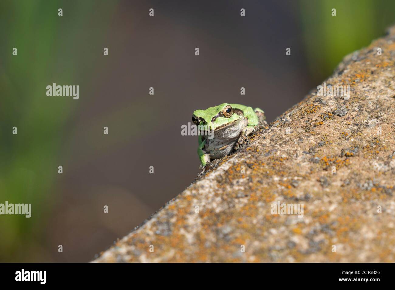 Japanese tree frog hyla japonica hi-res stock photography and images ...