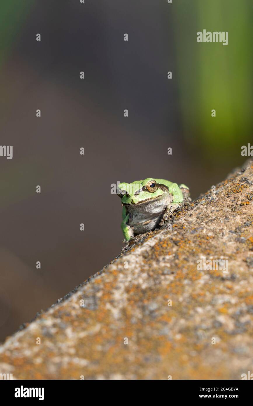 Japanese tree frog (Dryophytes japonicus) sticking on wall, Isehara ...