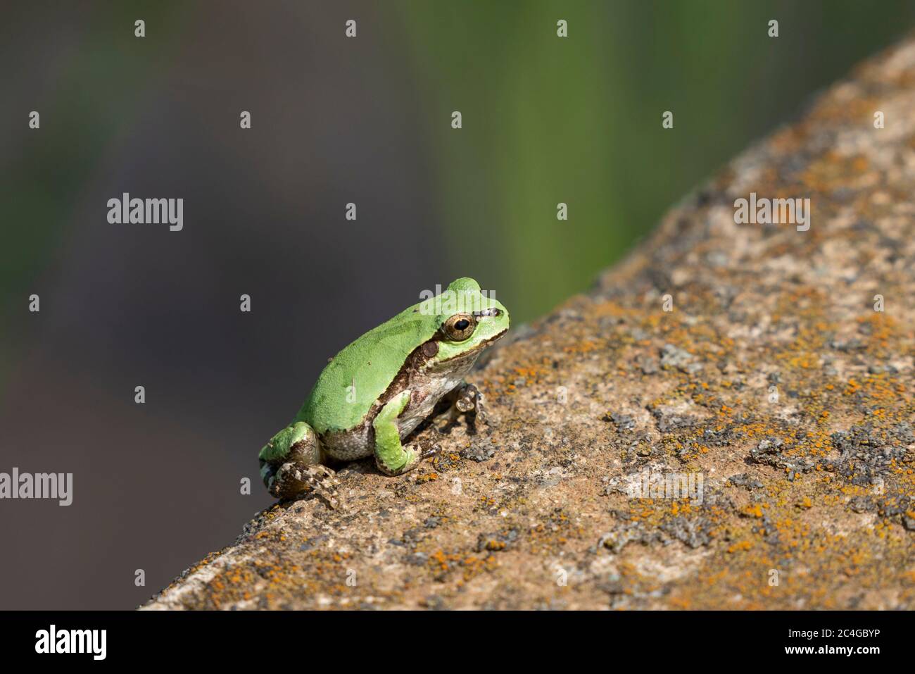 Japanese tree frog (Dryophytes japonicus) sticking on wall, Isehara ...
