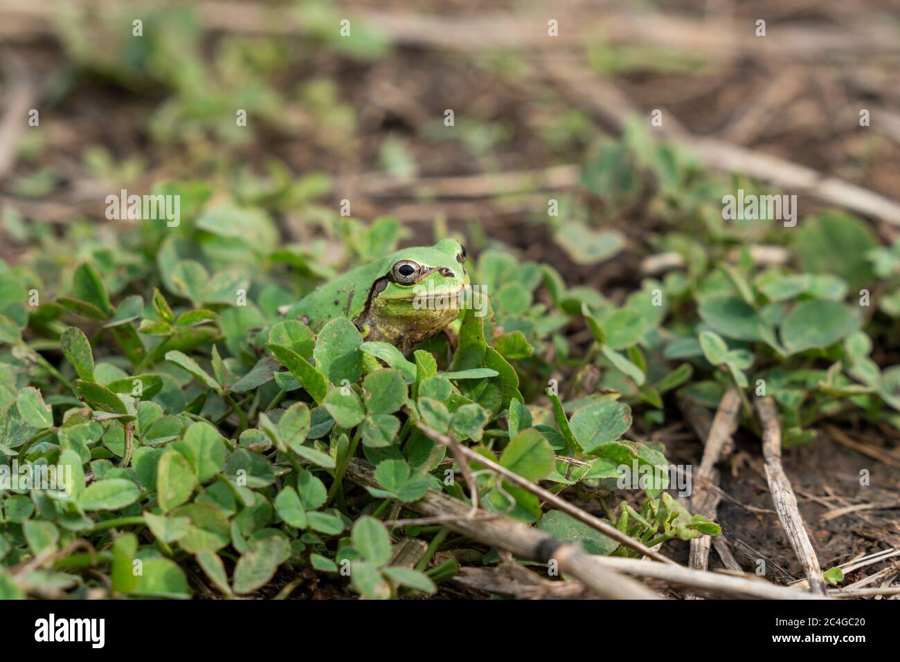 Japanese tree frog (Dryophytes japonicus), Isehara City, Kanagawa ...