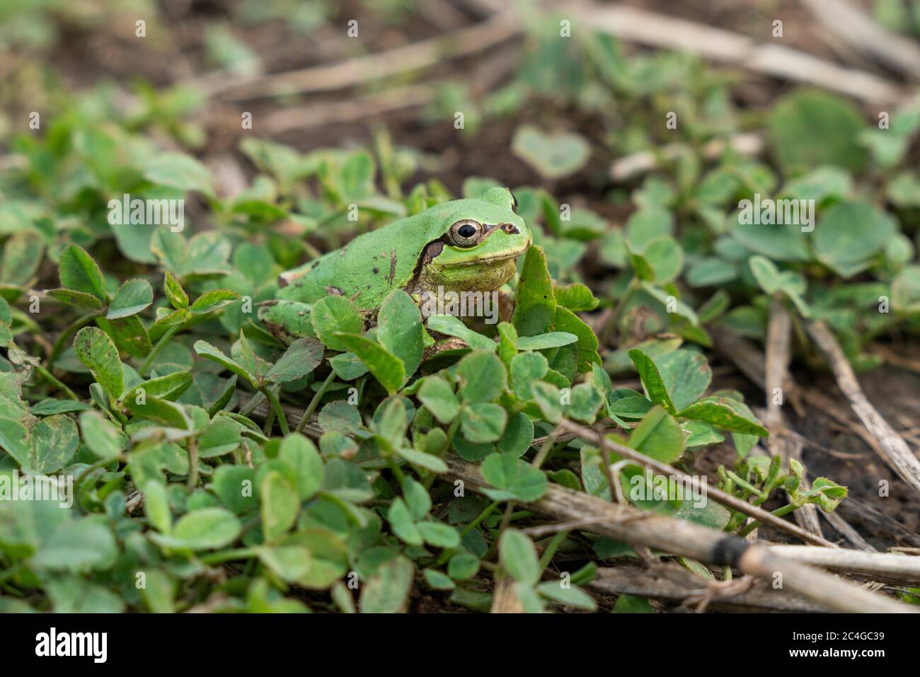Japanese tree frog (Dryophytes japonicus), Isehara City, Kanagawa ...