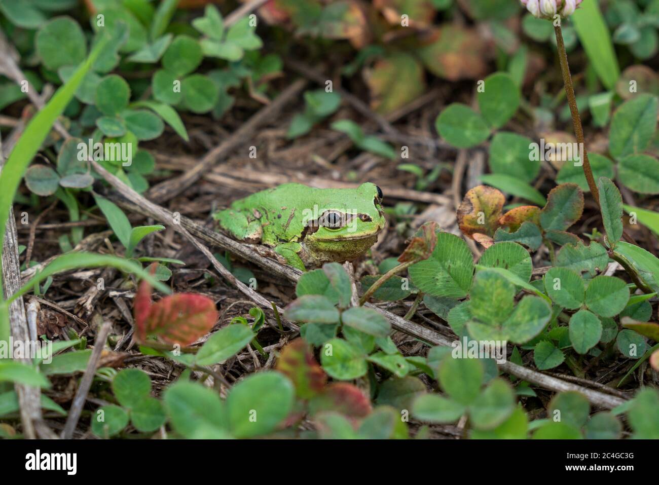 Japanese tree frog japan hi-res stock photography and images - Alamy