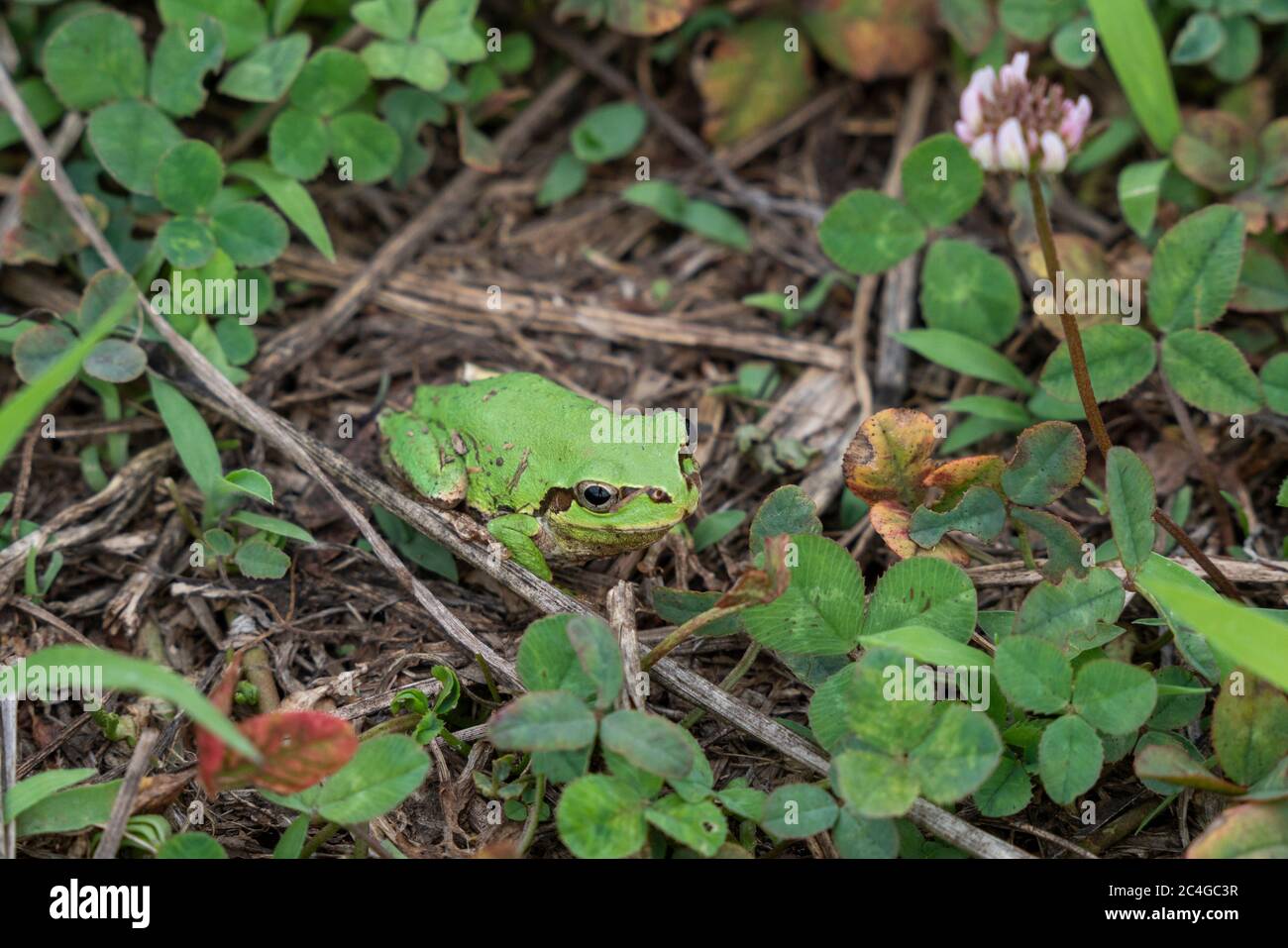 Japanese tree frog (Dryophytes japonicus), Isehara City, Kanagawa ...