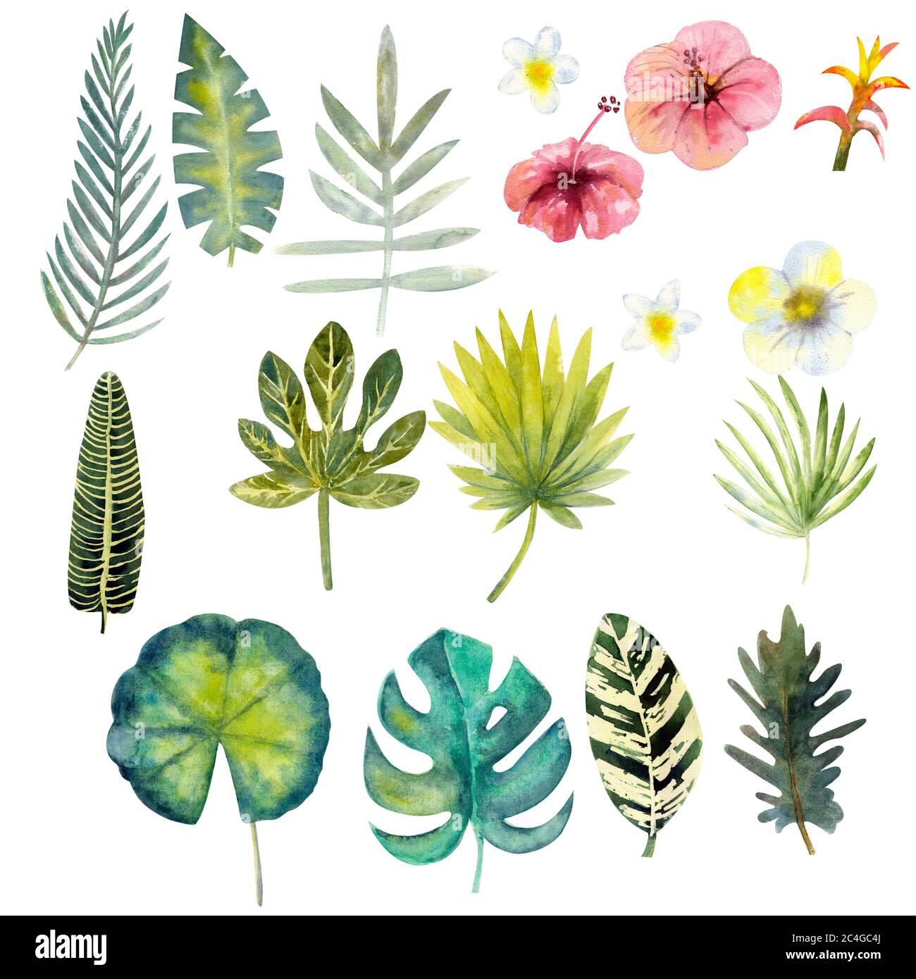 Set of watercolor colorful tropical leaves. 17 clipart Stock Photo - Alamy