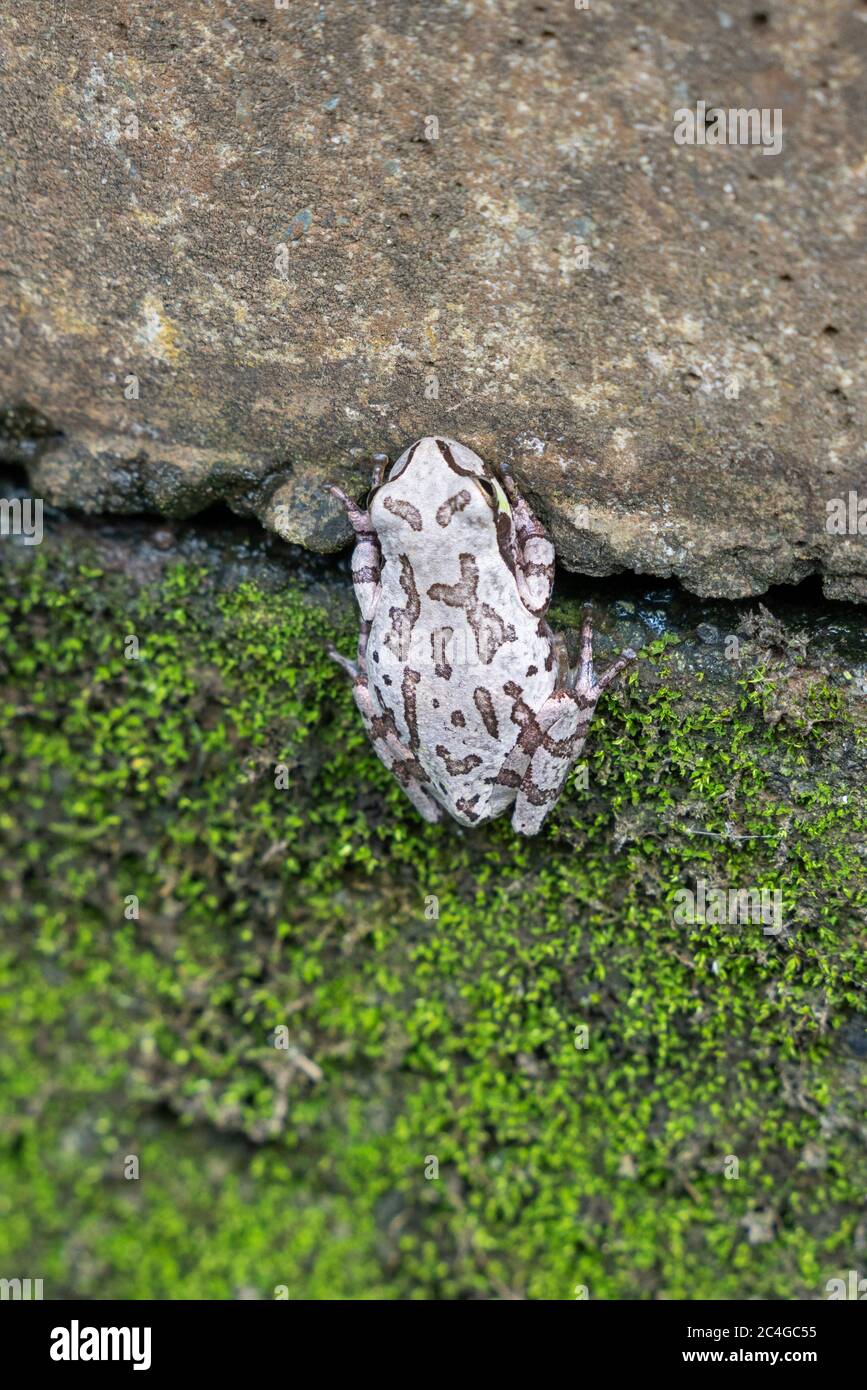 Japanese tree frog (Dryophytes japonicus) sticking on wall, Isehara ...