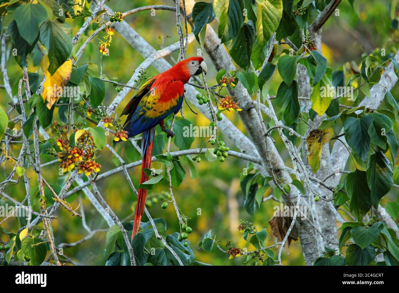 Scarlet macaw (Ara macao) eating fruit in a tree, Costa Rica Stock ...