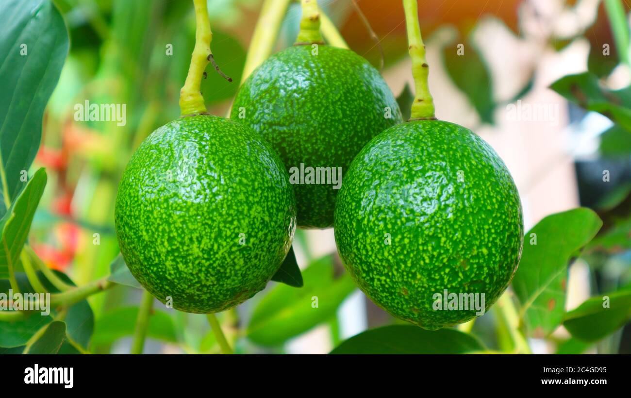 The 8th avocado species in the avocado breeding park, Tak, Thailand ...