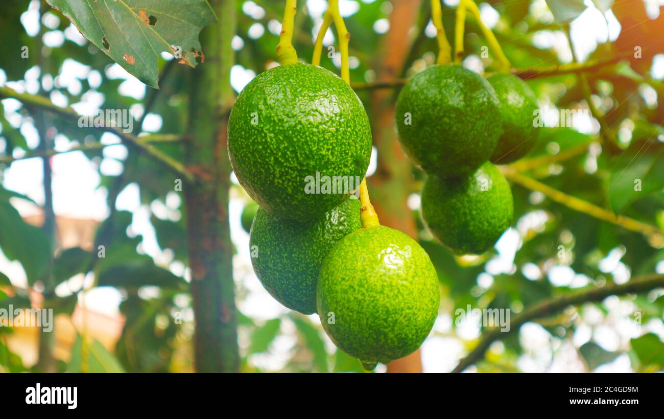 The 8th avocado species in the avocado breeding park, Tak, Thailand ...
