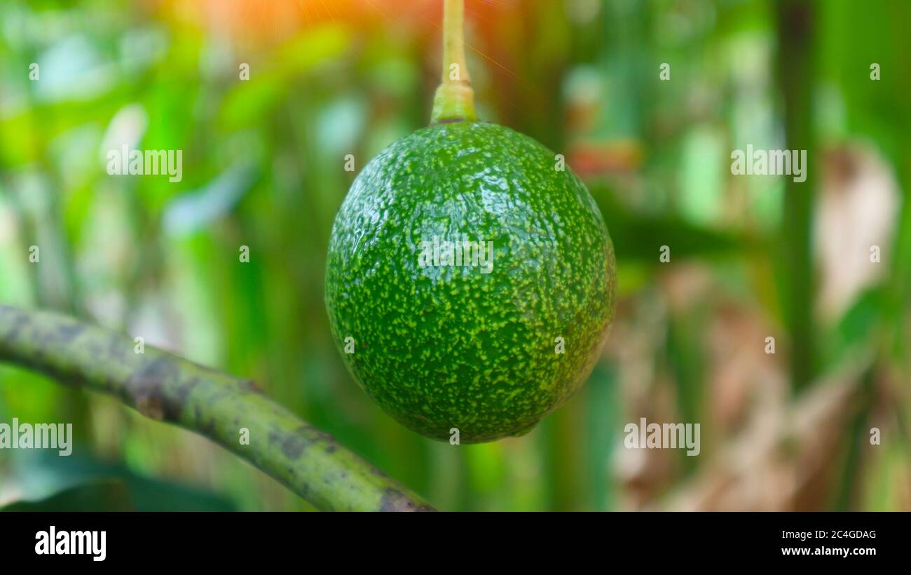 The 8th avocado species in the avocado breeding park, Tak, Thailand ...