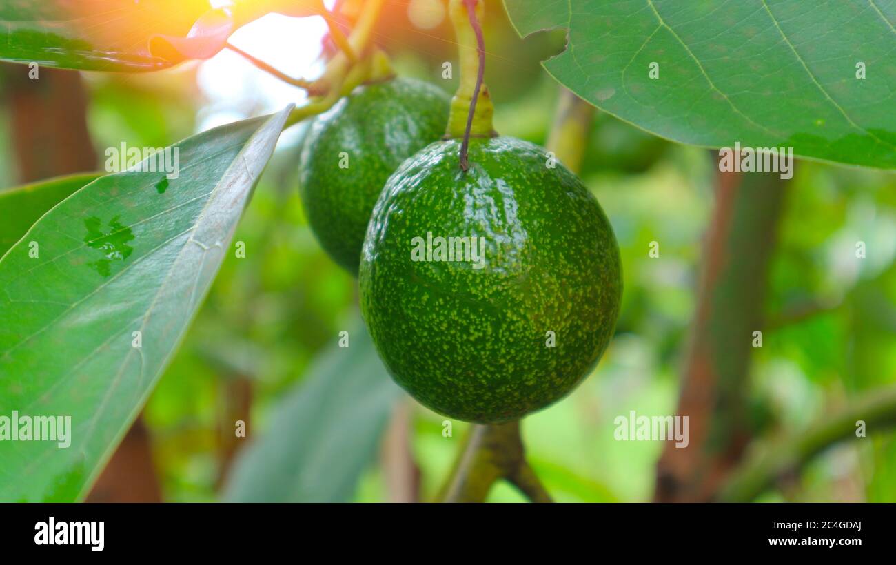 The 8th avocado species in the avocado breeding park, Tak, Thailand ...