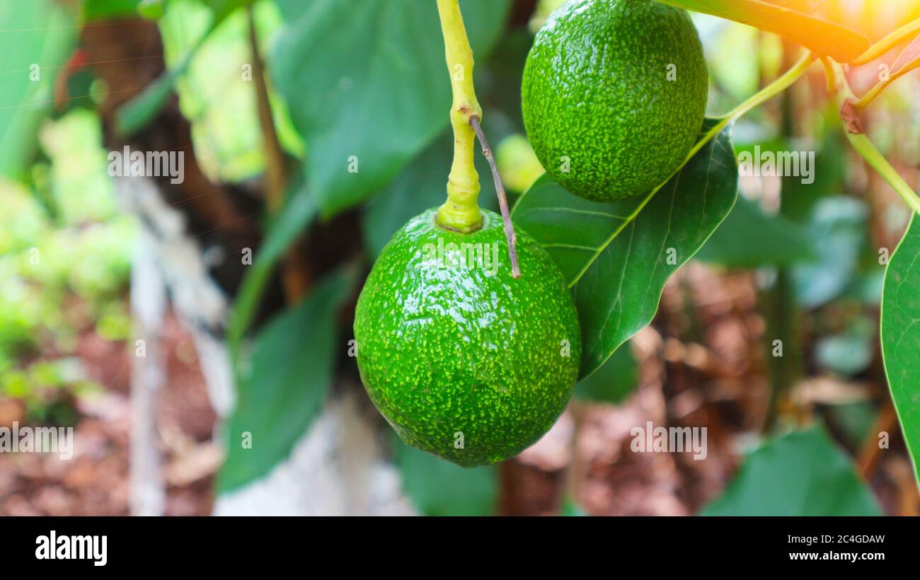 The 8th avocado species in the avocado breeding park, Tak, Thailand ...