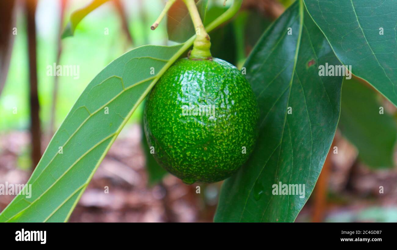 The 8th avocado species in the avocado breeding park, Tak, Thailand ...