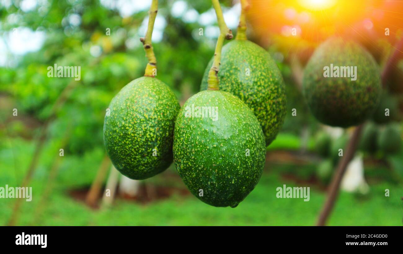 The 8th avocado species in the avocado breeding park, Tak, Thailand ...