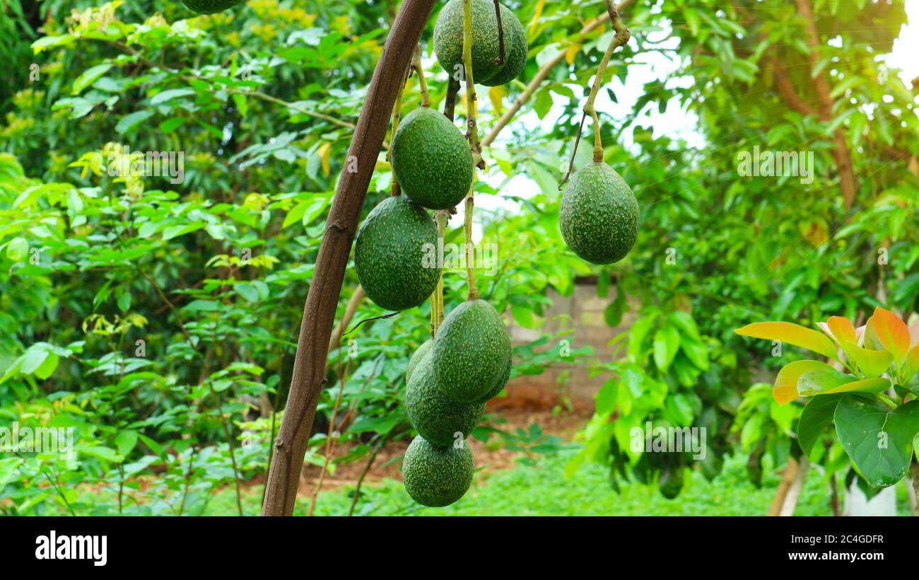 The 8th avocado species in the avocado breeding park, Tak, Thailand ...