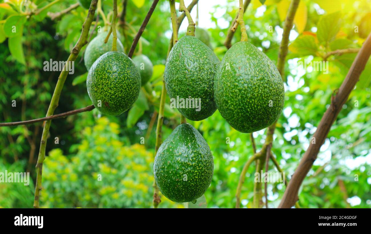 The 8th avocado species in the avocado breeding park, Tak, Thailand ...