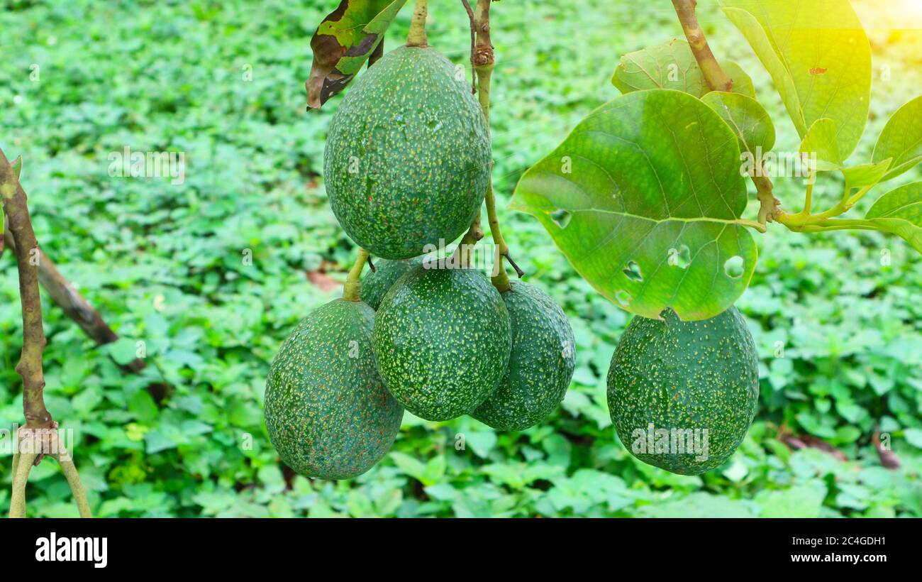 The 8th avocado species in the avocado breeding park, Tak, Thailand ...