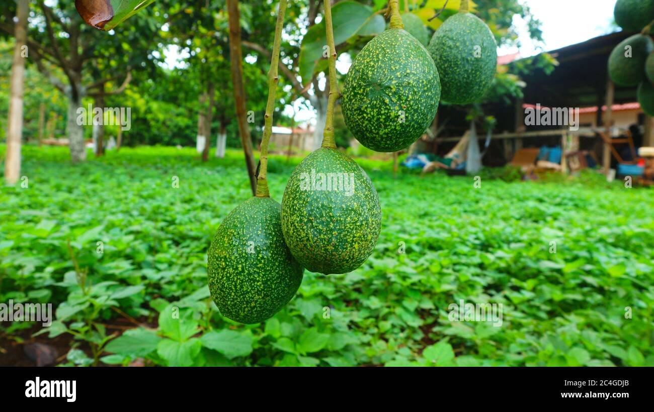 The 8th avocado species in the avocado breeding park, Tak, Thailand ...