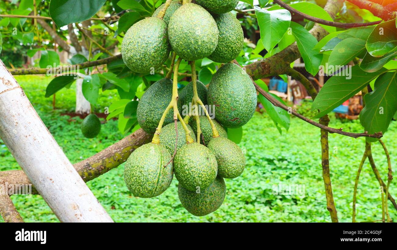 The 8th avocado species in the avocado breeding park, Tak, Thailand ...
