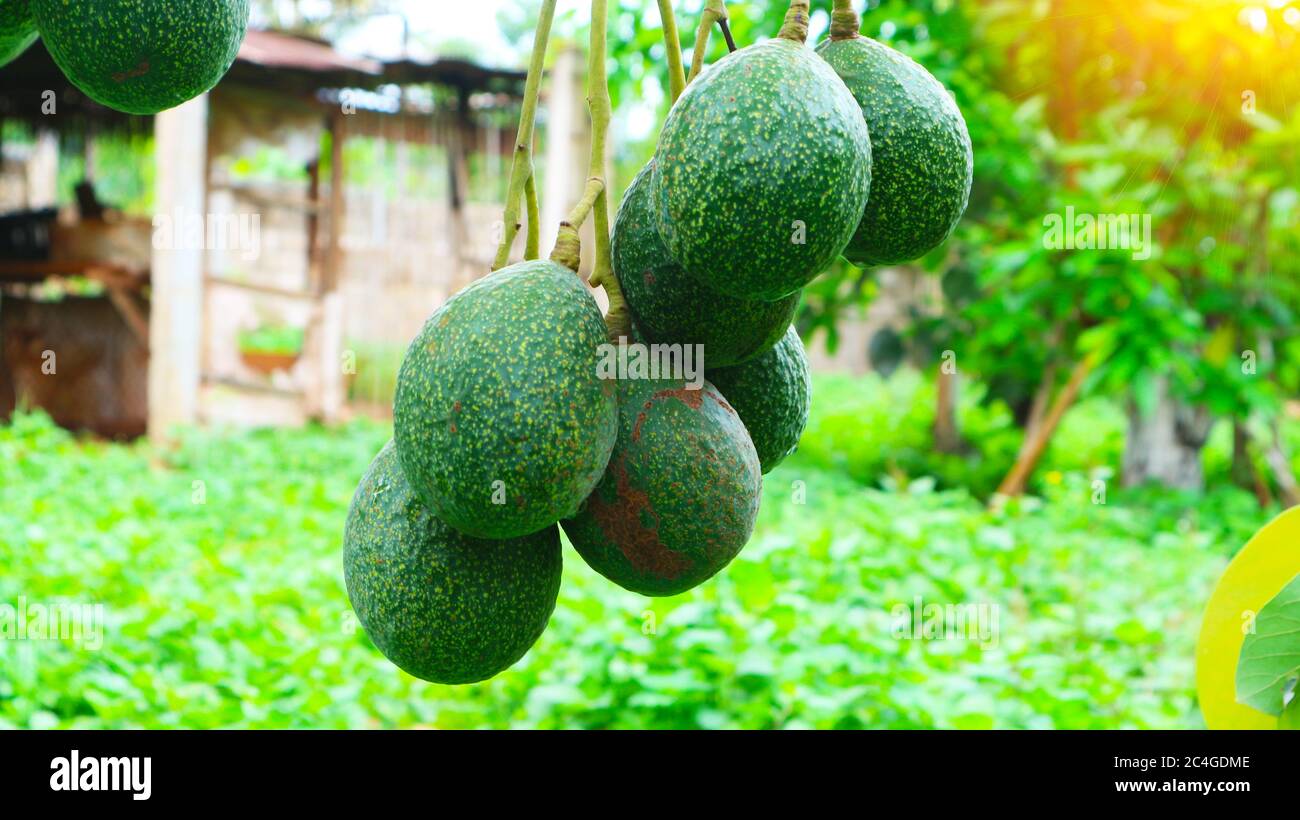 The 8th avocado species in the avocado breeding park, Tak, Thailand ...
