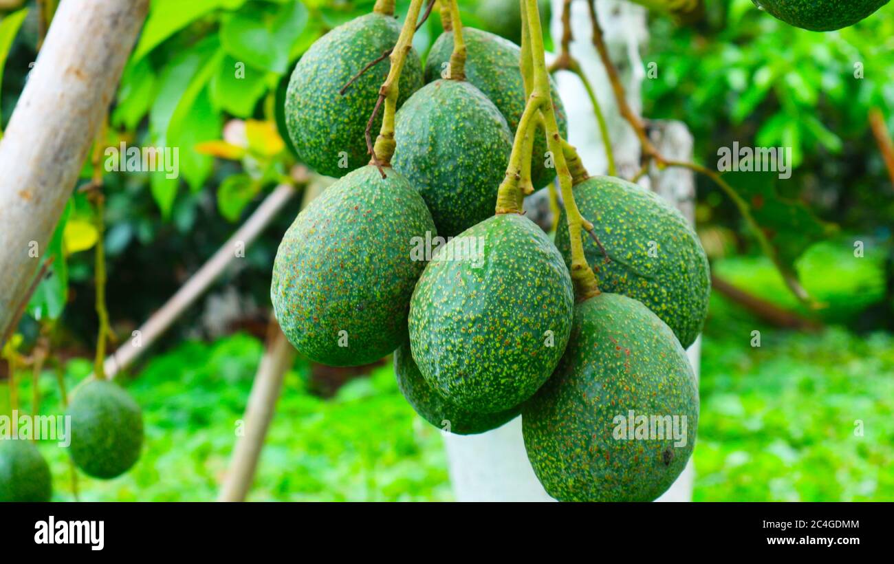 The 8th avocado species in the avocado breeding park, Tak, Thailand ...