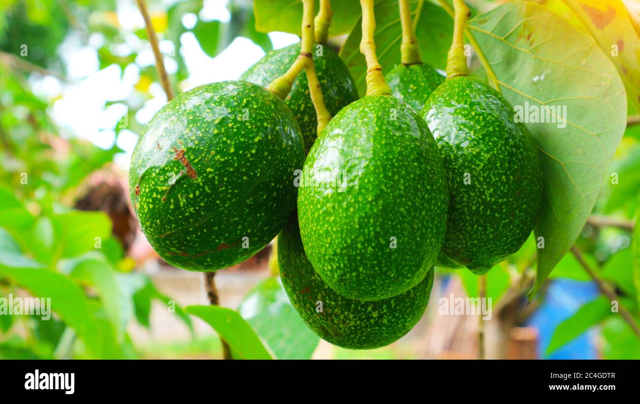 The 8th avocado species in the avocado breeding park, Tak, Thailand ...