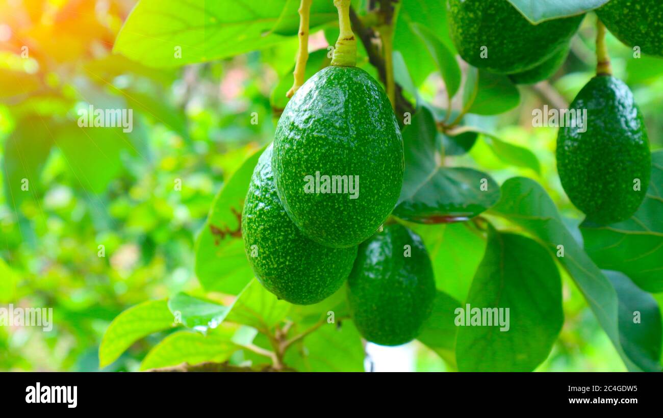 The 8th avocado species in the avocado breeding park, Tak, Thailand ...