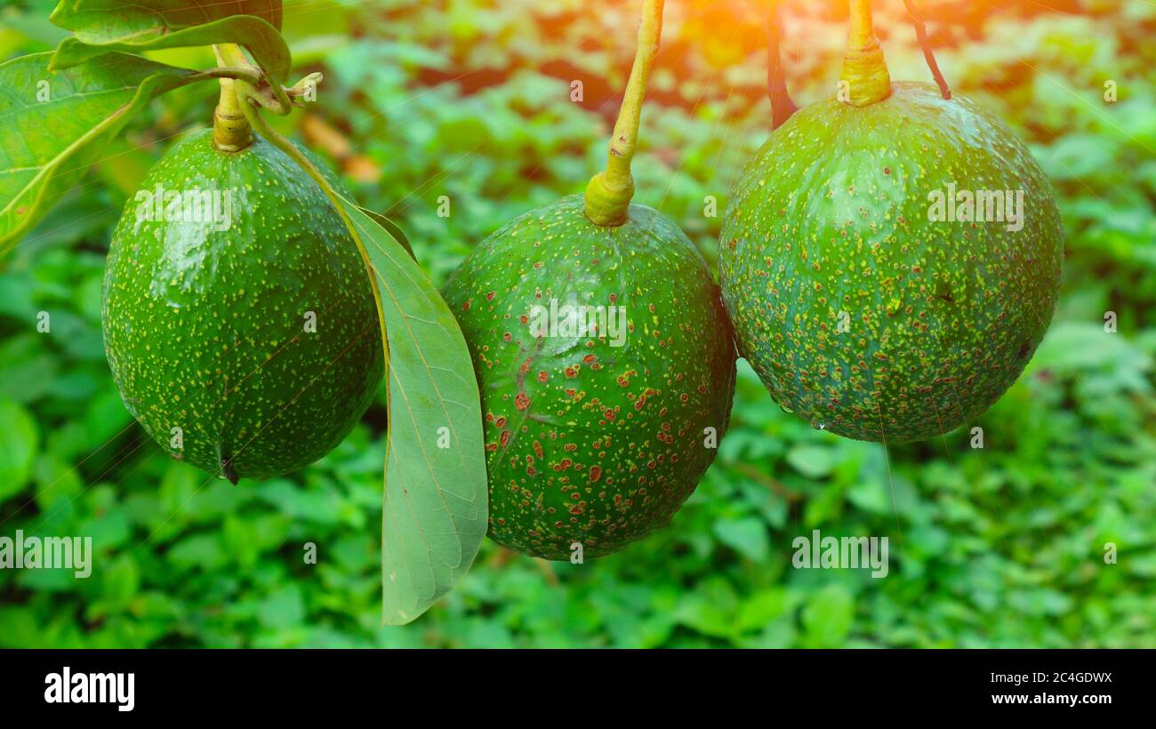 The 8th avocado species in the avocado breeding park, Tak, Thailand ...