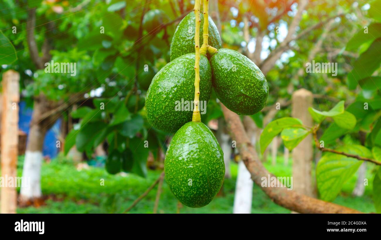 The 8th avocado species in the avocado breeding park, Tak, Thailand ...