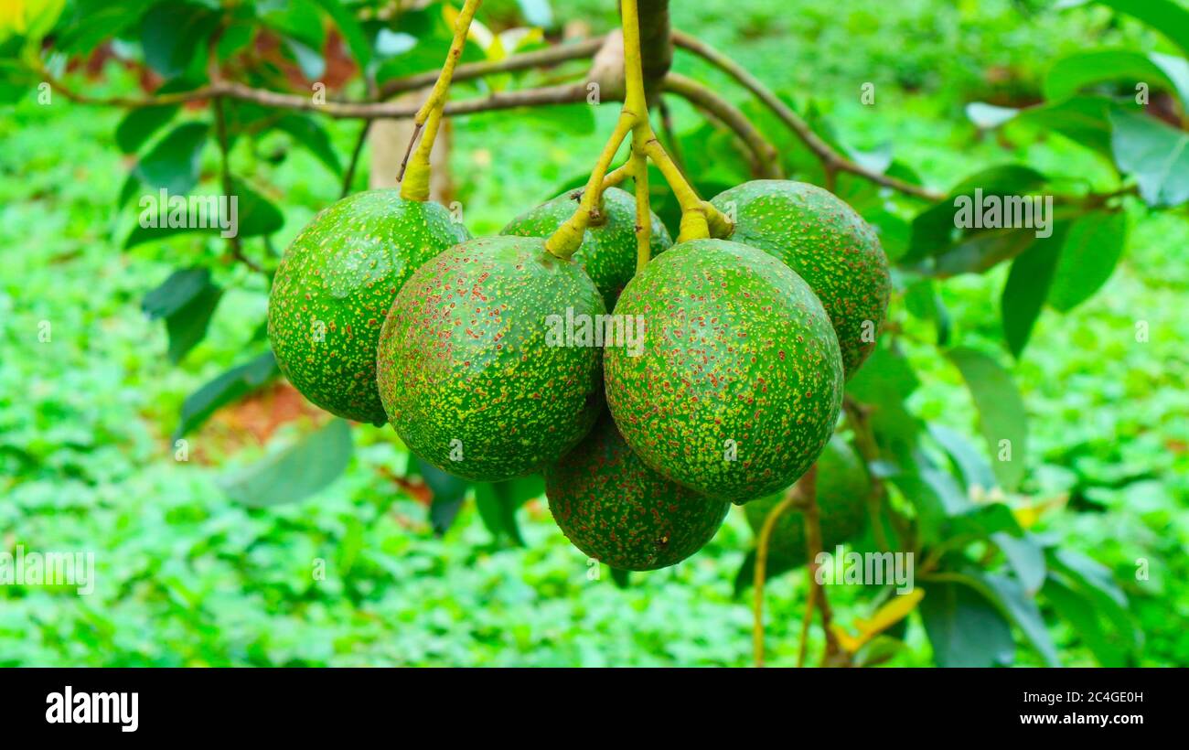 The 8th avocado species in the avocado breeding park, Tak, Thailand ...