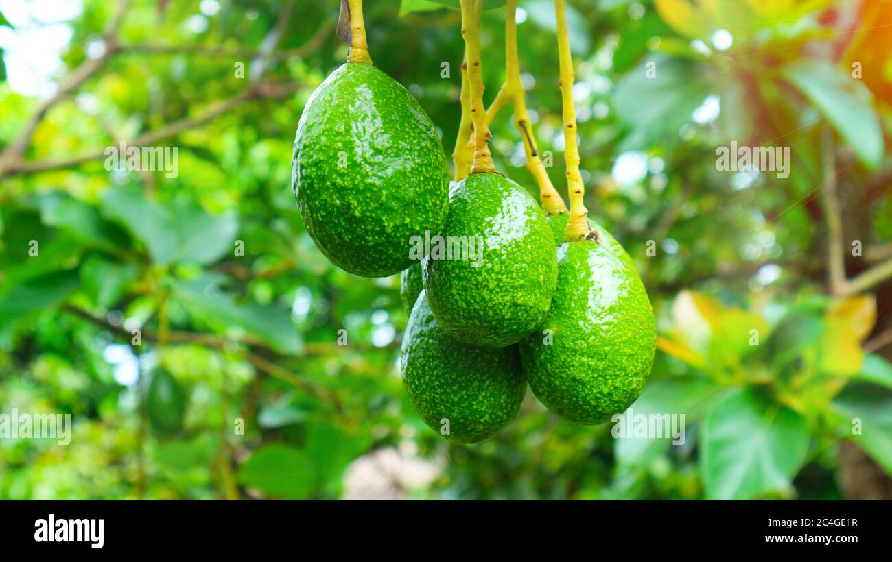 The 8th avocado species in the avocado breeding park, Tak, Thailand ...