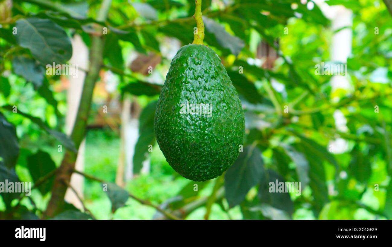 The 8th avocado species in the avocado breeding park, Tak, Thailand ...