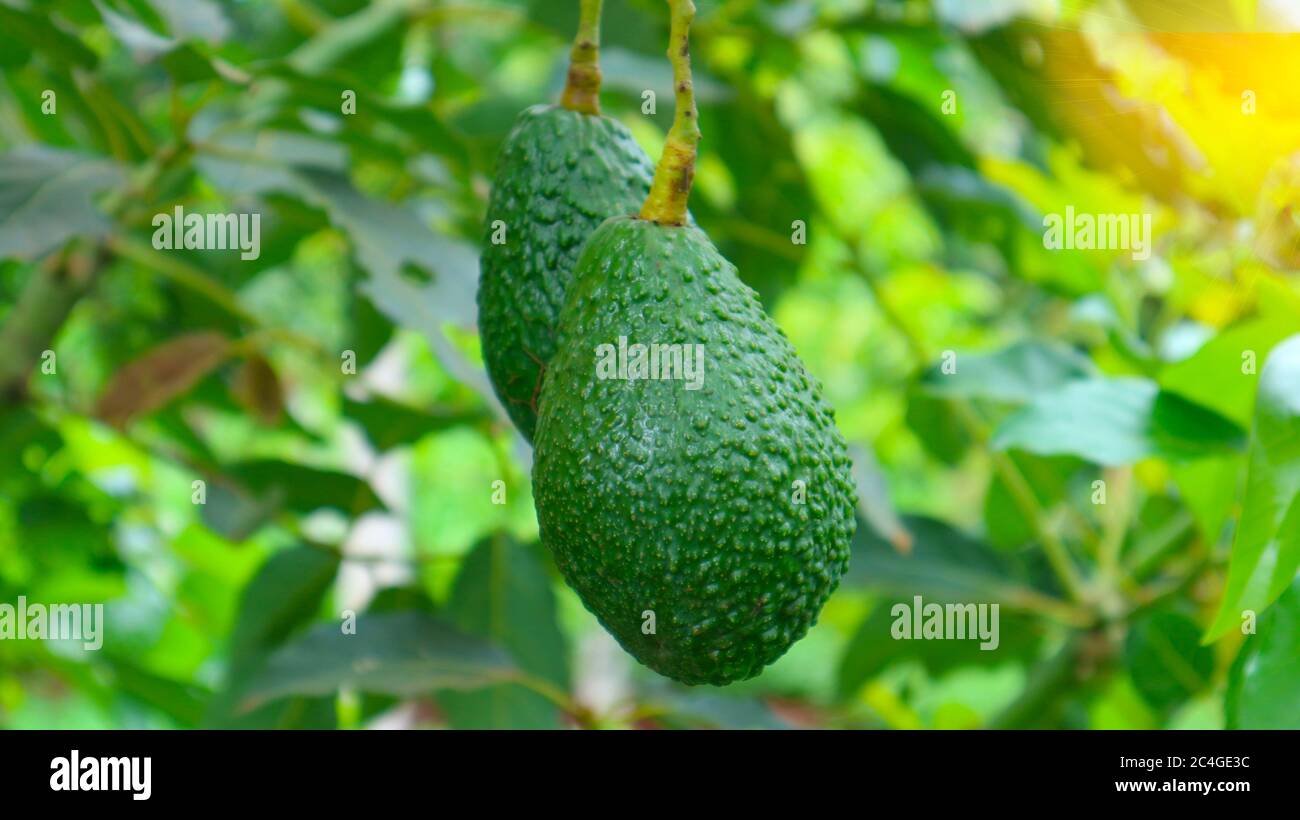 The 8th avocado species in the avocado breeding park, Tak, Thailand ...