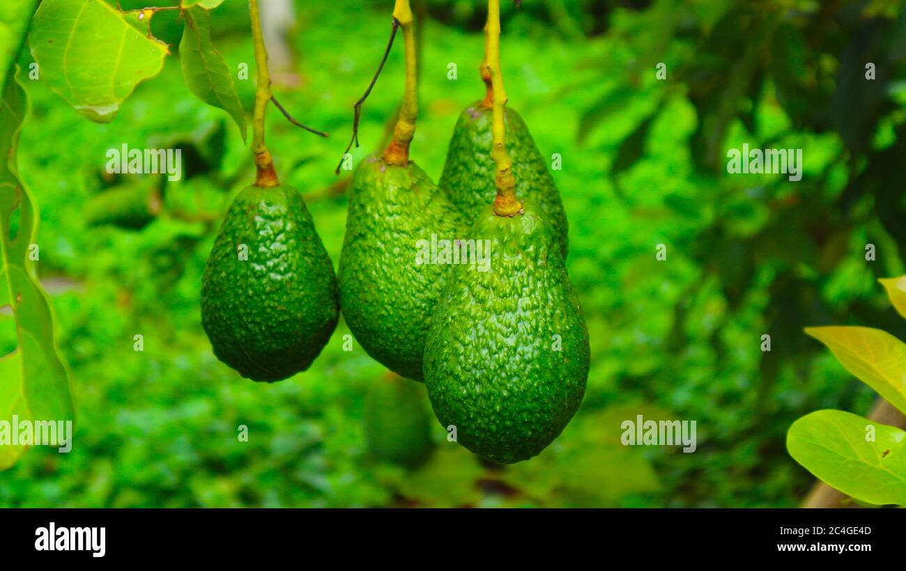 The 8th avocado species in the avocado breeding park, Tak, Thailand ...