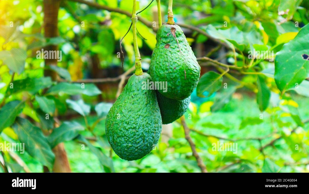 The 8th avocado species in the avocado breeding park, Tak, Thailand ...