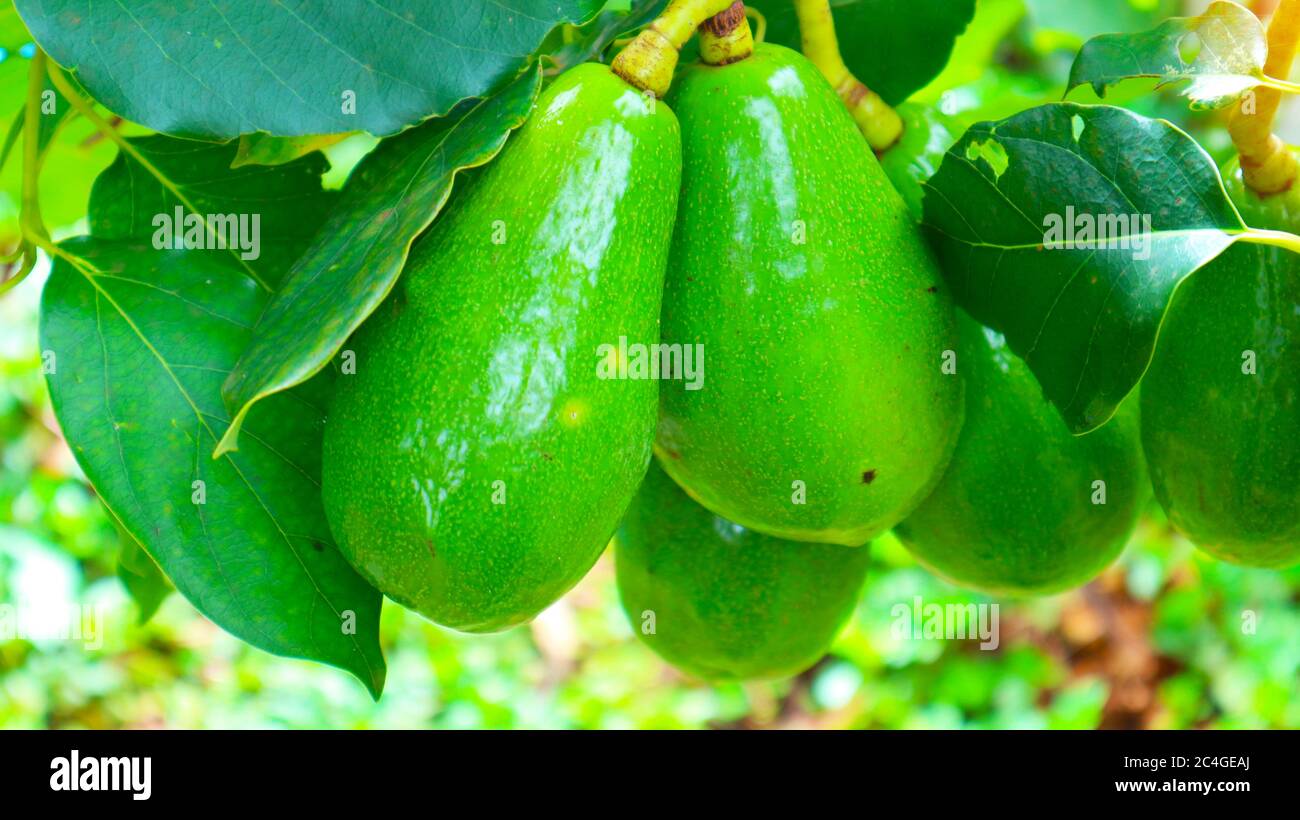 The 8th avocado species in the avocado breeding park, Tak, Thailand ...